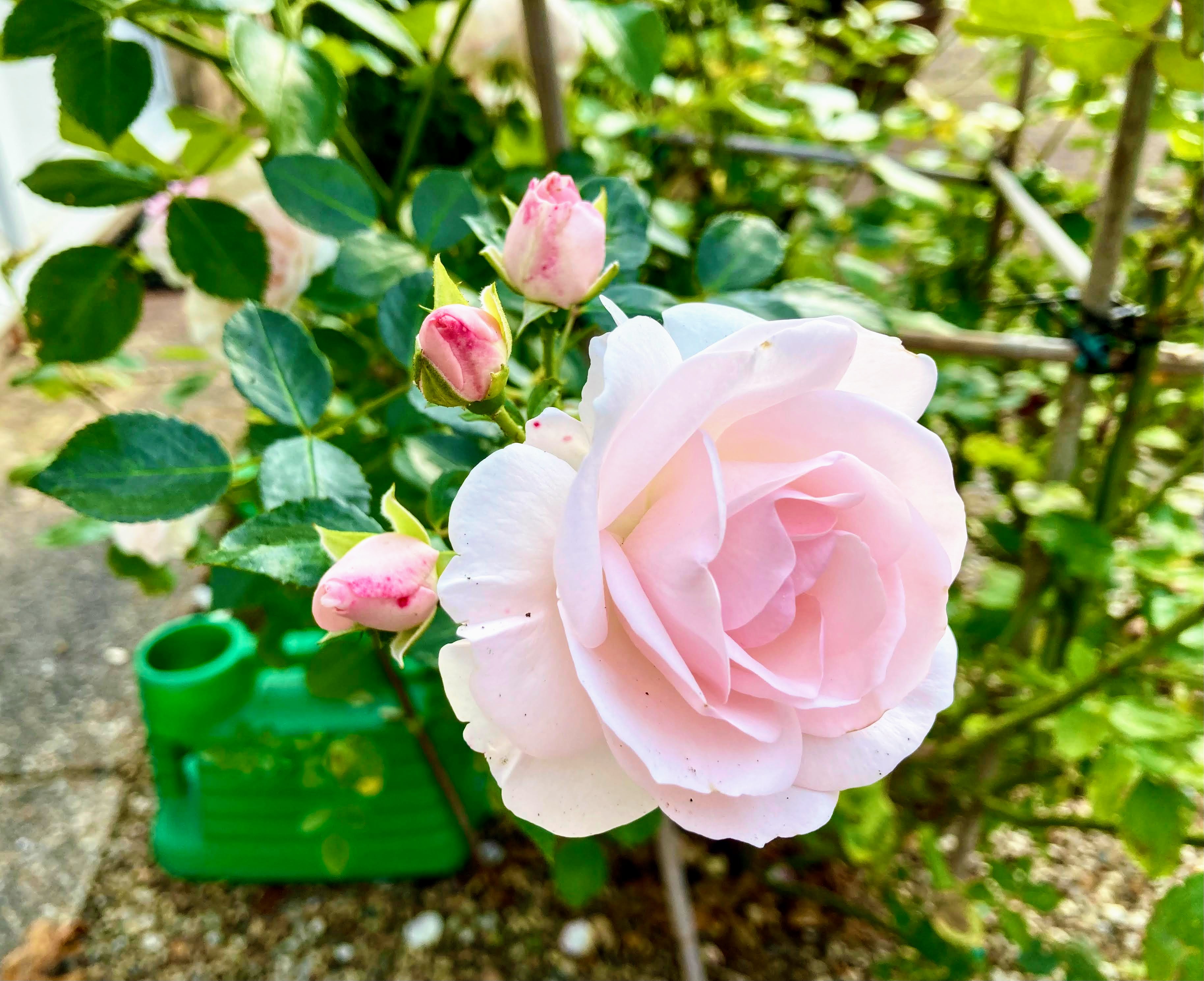 Soul Shots: ways to encourage your heart – Words of Joy